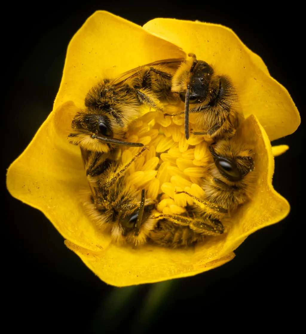 Do Bees Sleep Holding Their Legs And Feet? The Answer Will Amaze You ...