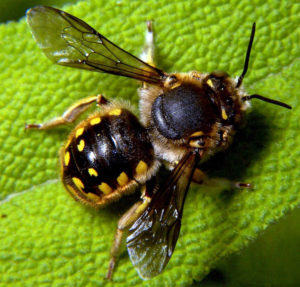 Why Are Bees Black And Yellow? Why Black And Yellow Stripes? - Easy ...