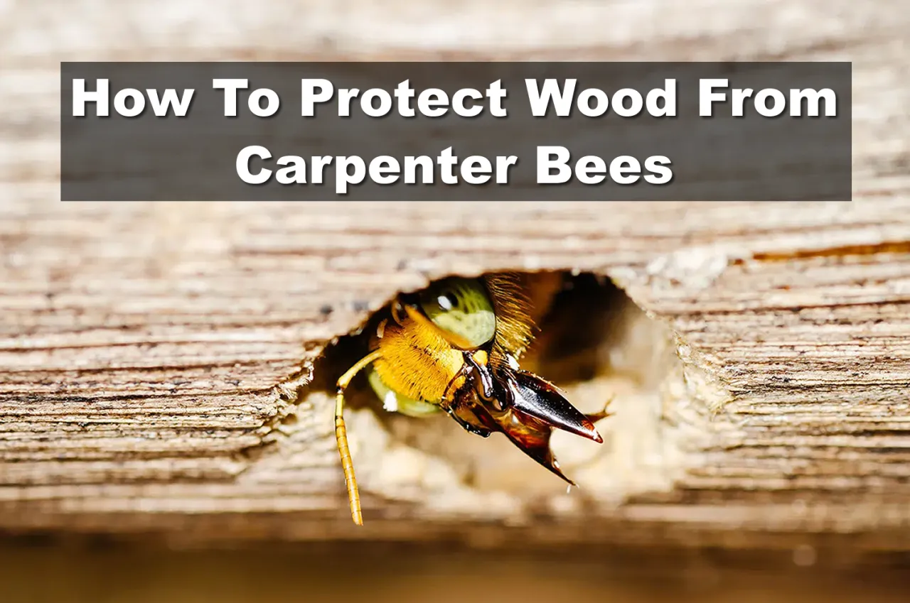 How To Protect Wood From Carpenter Bees - 6 Methods You Should Know ...