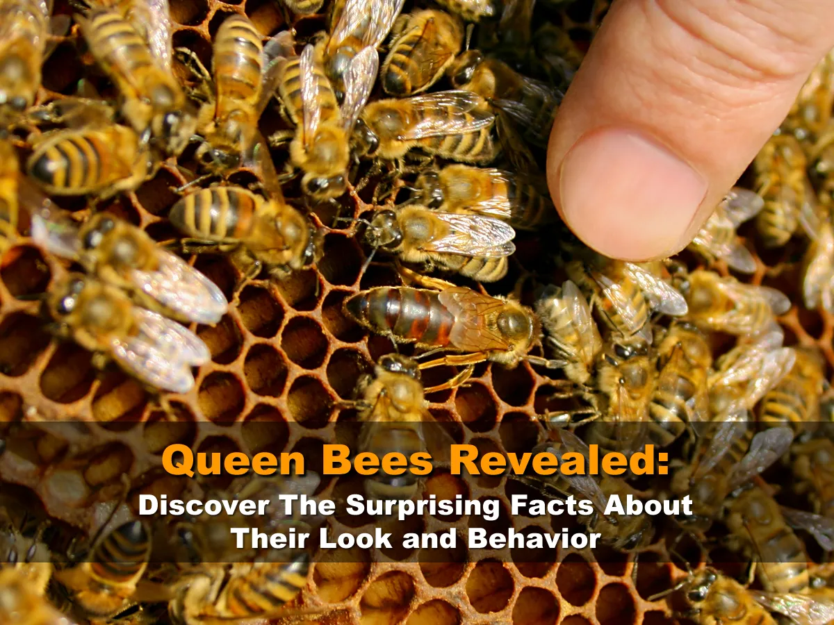 Queen Bees Revealed: Discover The Surprising Facts About Their Look and ...