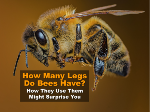 How Many Legs Do Bees Have? How They Use Them Might Surprise You - Easy ...