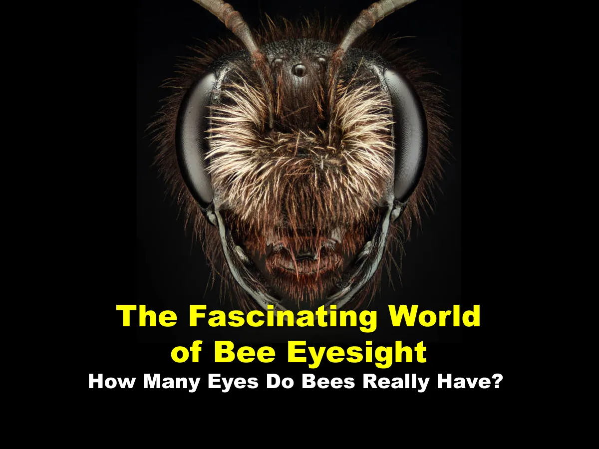 The Fascinating World of Bee Eyesight - How Many Eyes Do Bees Really ...