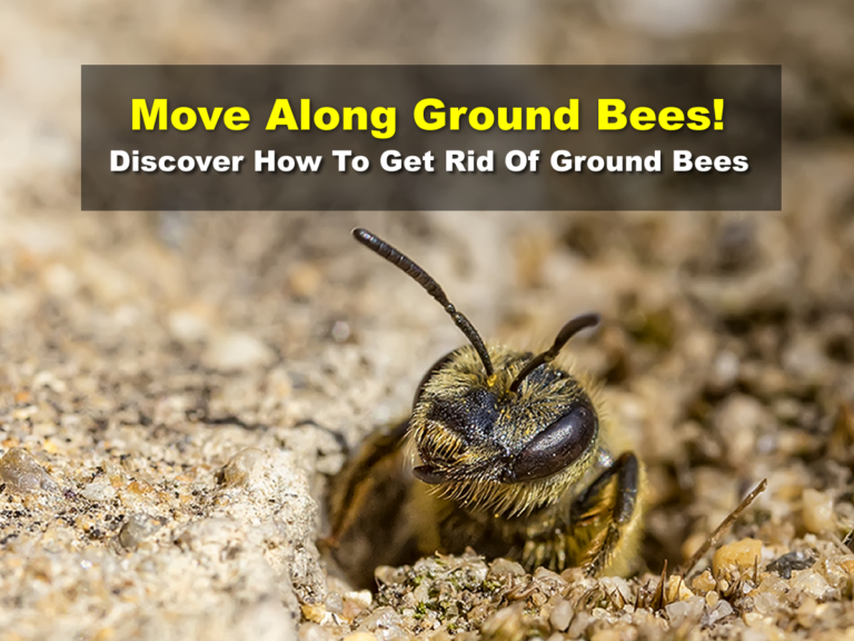 Move Along Ground Bees! Discover How To Get Rid Of Ground Bees - Easy ...