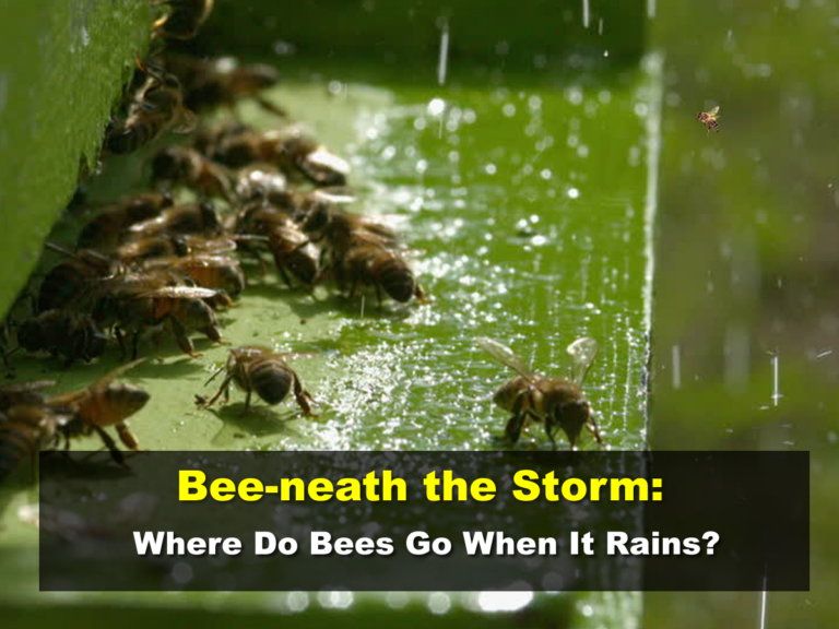 Bee-neath the Storm: Where Do Bees Go When It Rains? - Easy-Beesy.com