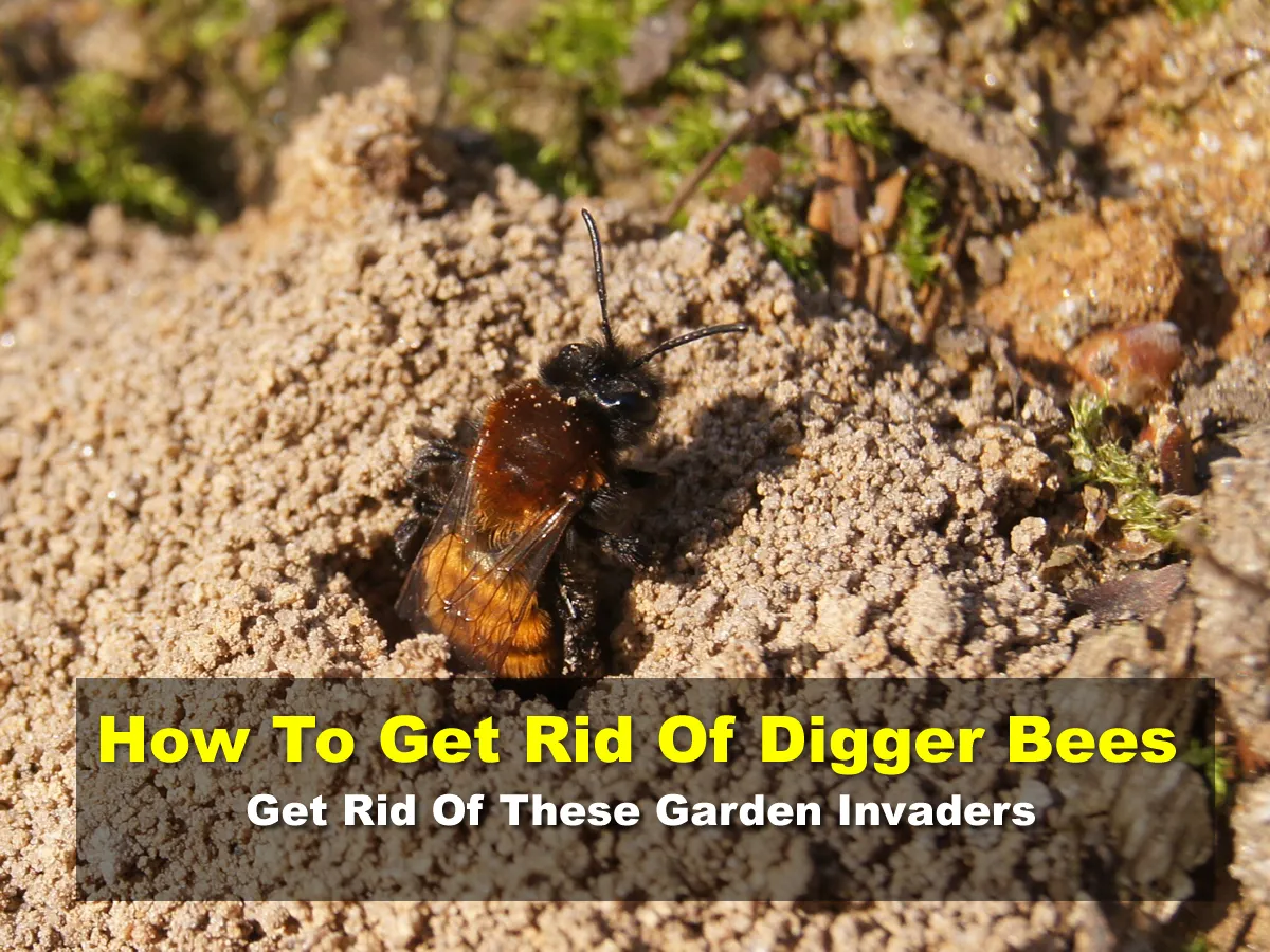 How To Get Rid Of Digger Bees - Get Rid Of These Garden Invaders - Easy ...